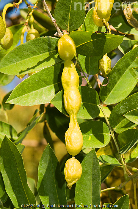 Stock photo of Yellow necklace-pod (Sophora tomentosa) close-up of seed ...