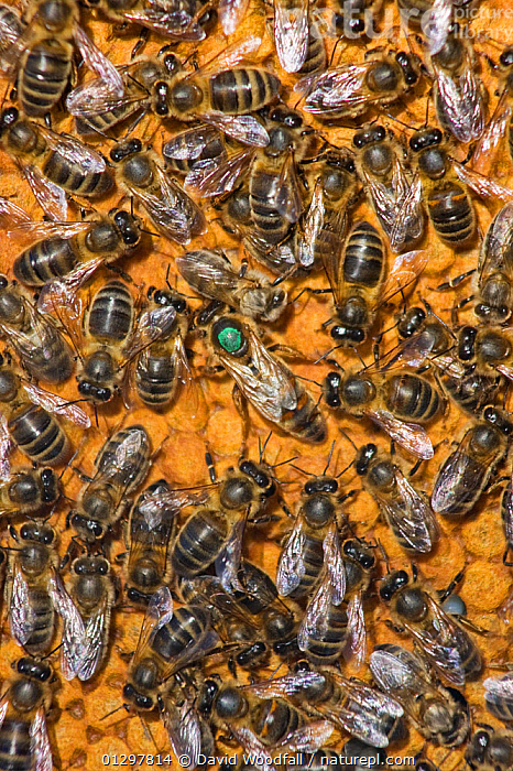 Stock photo of Close up of European honeybees (Apis mellifera) on ...