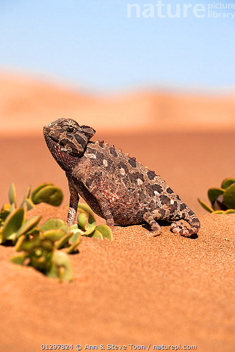 Stock photo of Namaqua / Desert chameleon (Chamaeleo namaquensis) Namib ...