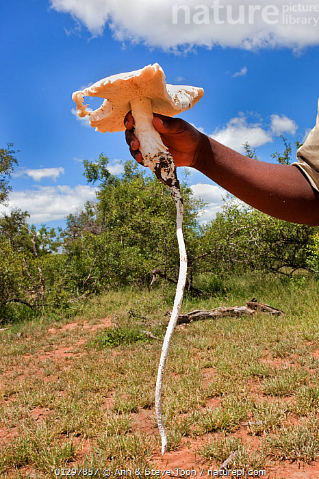 Stock photo of Ikowe mushroom (Termitomyces umkowaani) held in the hand ...