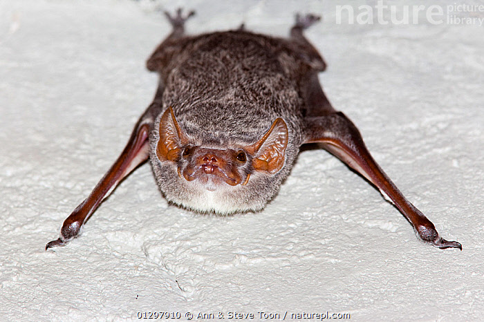 Stock photo of Mauritian tomb bat (Taphozous mauritianus) roosting on ...
