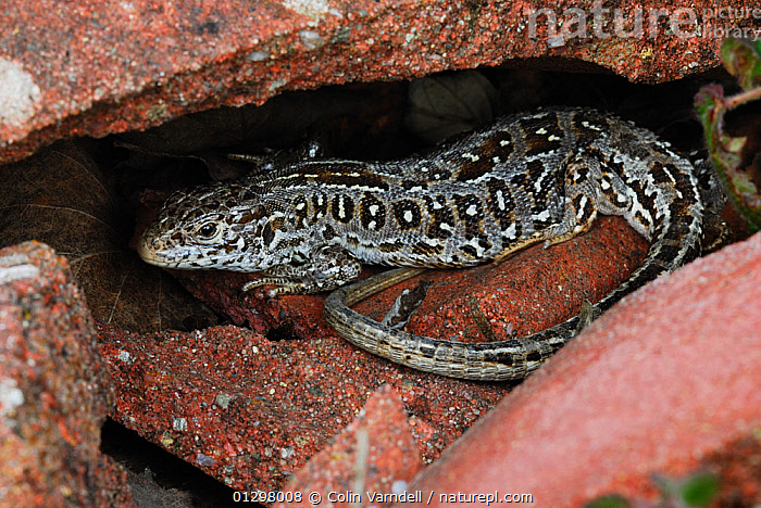 Stock photo of Female Sand lizard (Lacerta agilis) basking, Dorset, UK ...