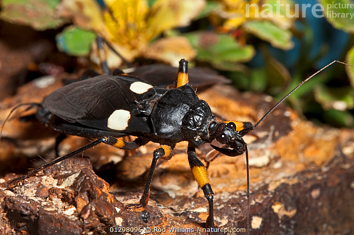 Stock photo of African Twin Spotted Assassin Bug (Platymeris biguttata ...