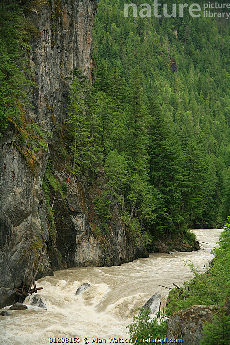 Stock photo of Temperate rainforest and canyon on the Incomappleux ...