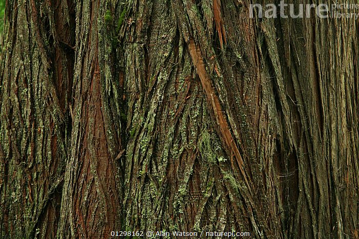 Western Red Cedar Bark Western Red Cedar (Thuja Plicata Donn Ex D.