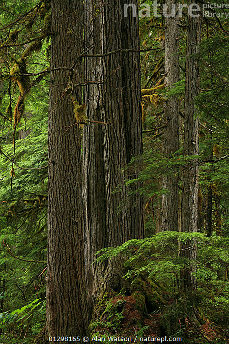 Stock photo of Trunks of Western hemlock trees (Tsuga heterophylla) in ...