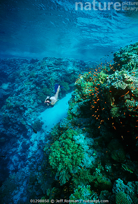 Stock photo of Free diver exploring the edge of a coral reef, Sinai ...