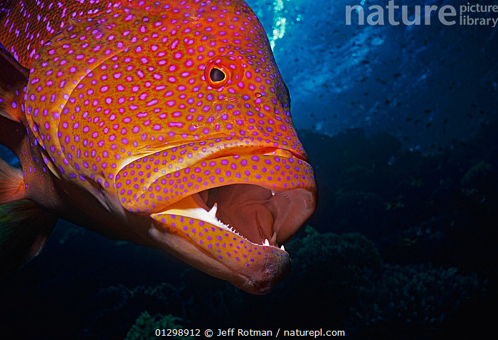 Stock photo of Head portrait of Lunartail grouper (Variola louti) Red ...