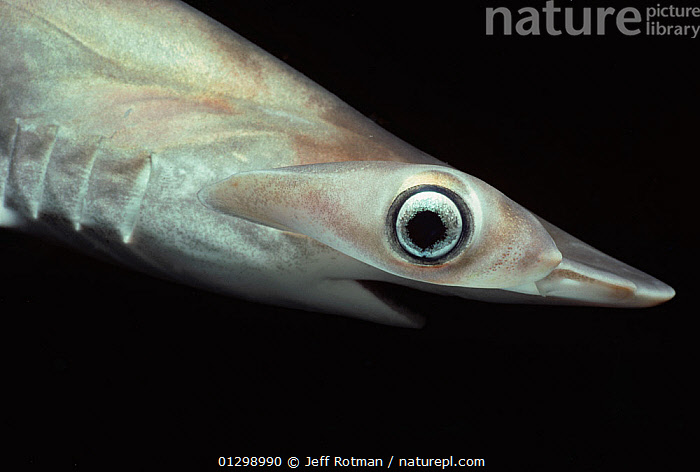 Stock photo of Close up profile view of the eye of juvenile Scalloped ...