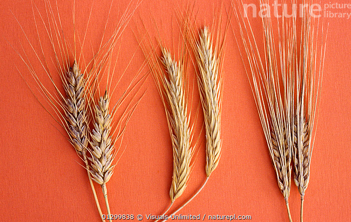 Stock photo of Cereal grains ,left to right,: Wheat, Rye, and Barley ...