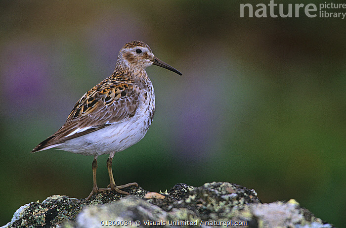 Stock photo of Rock Sandpiper (Calidris ptilocnemis) Pribilof Islands ...