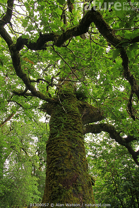 Stock photo of Branch pattern of moss-covered Oak tree (Quercus petraea ...