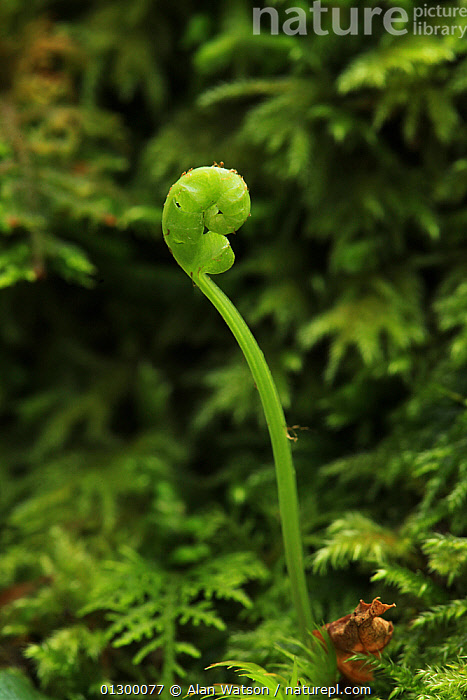 Stock photo of Unfurling frond of Common Polypody fern (Polypodium ...