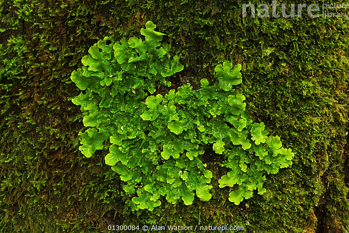 Stock photo of Lungwort (Lobaria virens) on Oak tree (Quercus petraea ...