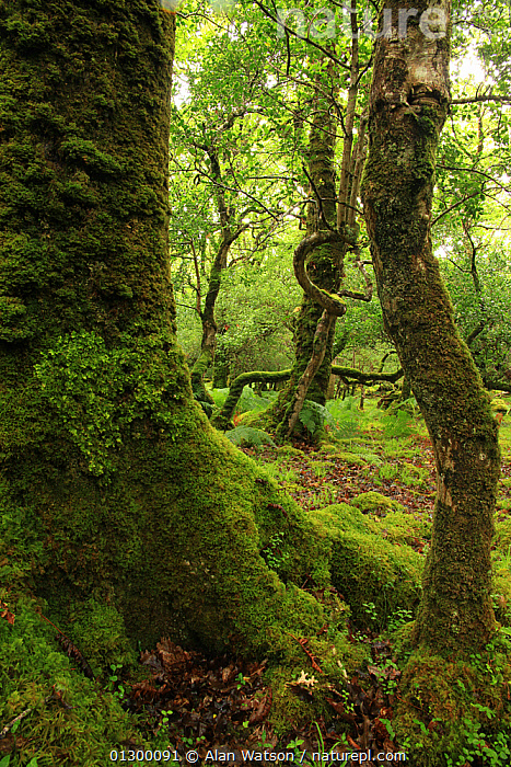 Stock photo of Heart-shaped patch of lungwort (Lobaria virens) on the ...