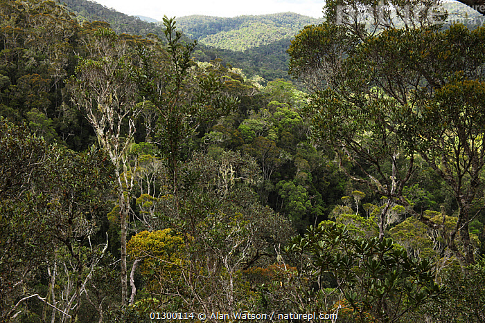 Stock photo of Montane forest at 900m, Andasibe-Mantadia National Park ...