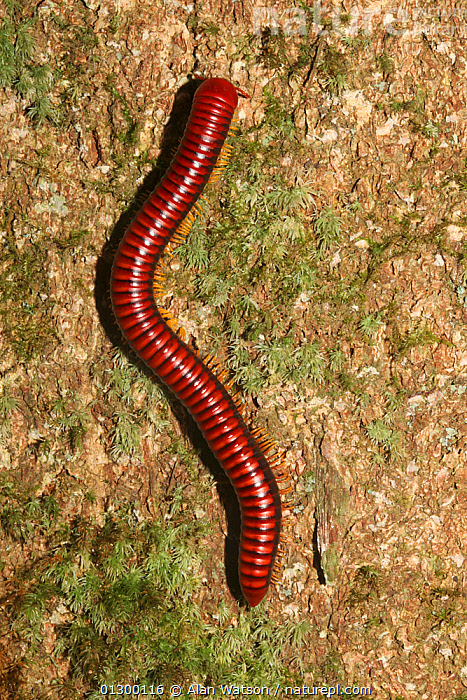 Stock photo of Giant millipede (Aphistogoniulus sp.) on Ramy tree ...
