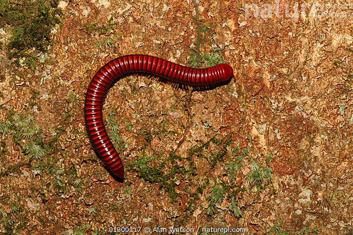 Stock photo of Giant millipede (Aphistogoniulus sp.) on Ramy tree ...