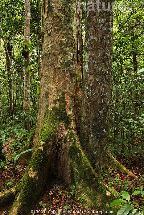 Stock photo of Buttressed base of Ramy tree (Canarium madagascariensis ...