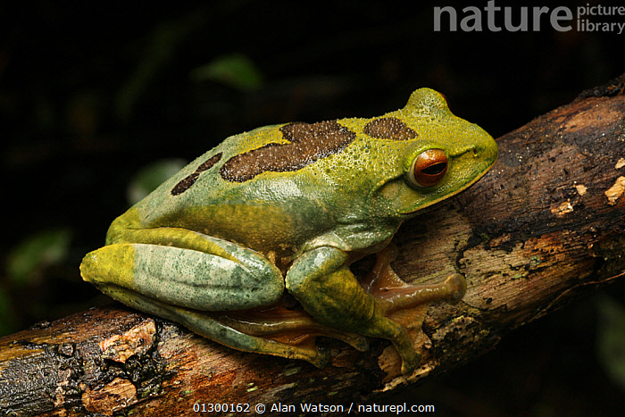 Stock photo of Profile portrati of Female Giant tree frog (Boophis ...