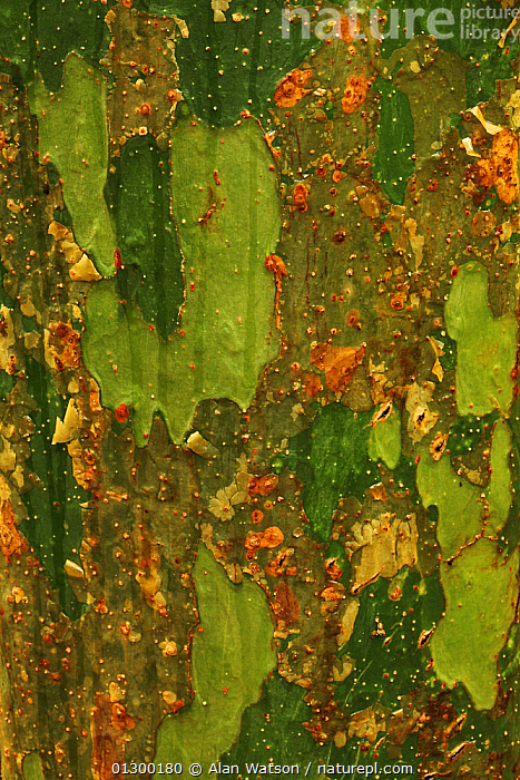 Stock photo of Detail of trunk of Romby tree (Commiphora mahafaliensis ...