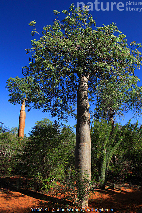 Stock photo of Baobab tree (Adansonia rubrostipa) and Fengoke tree ...