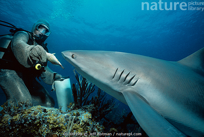 Stock photo of Shark handler wearing chain mail suit feeding a ...