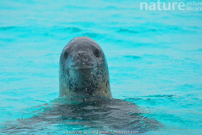 Leopard Seal Swimming