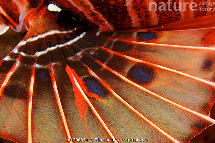 Stock photo of Spotfin lionfish (Pterois antennata) detail of pectoral ...