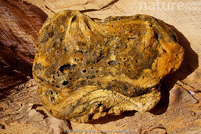 Stock photo of A piece of Ambergris, a substance produced in the ...
