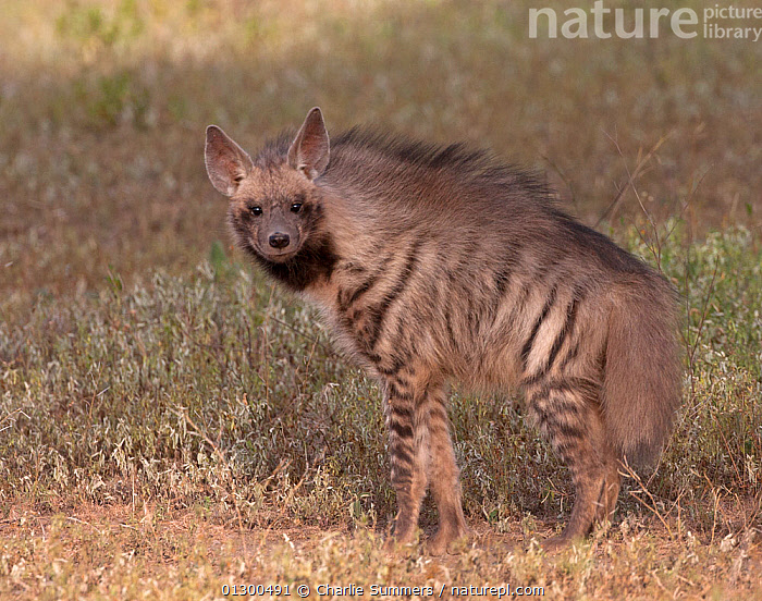 Stock photo of Striped Hyena (Hyaena hyaena) portrait, standing with ...