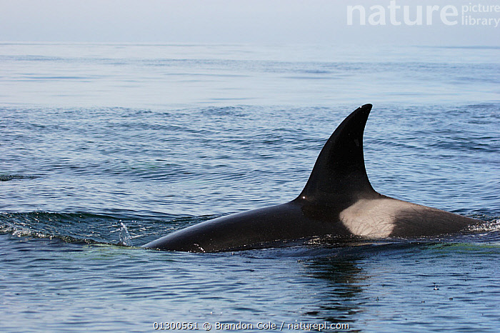 Stock photo of Killer / Orca whale (Orcinus orca) surfacing, transient ...