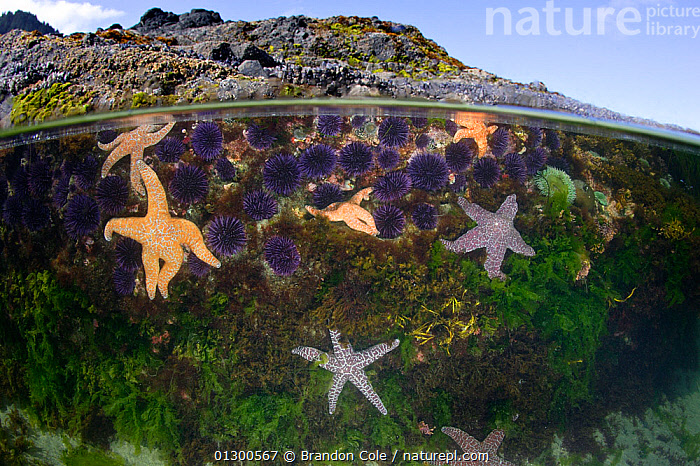 Stock photo of Split level view of a tidepool, marine life includes ...
