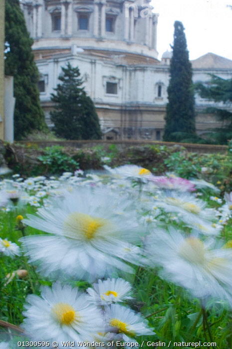 Daisy Rome Vatican 💐 Rome Bouquet Of Pink Gerberas And White