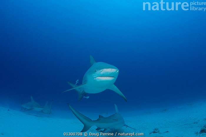 Stock photo of Female Bull sharks (Carcharhinus leucas) in seasonal ...