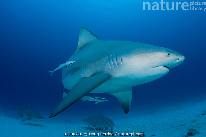 Stock photo of Female Bull sharks (Carcharhinus leucas) in seasonal ...