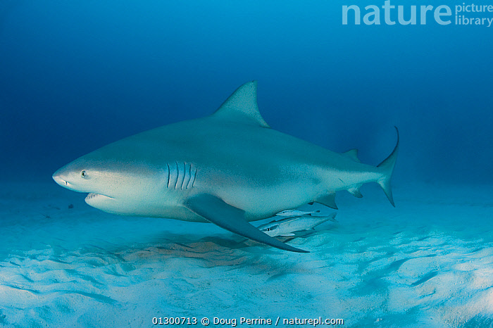 Stock photo of Female Bull sharks (Carcharhinus leucas) in seasonal ...