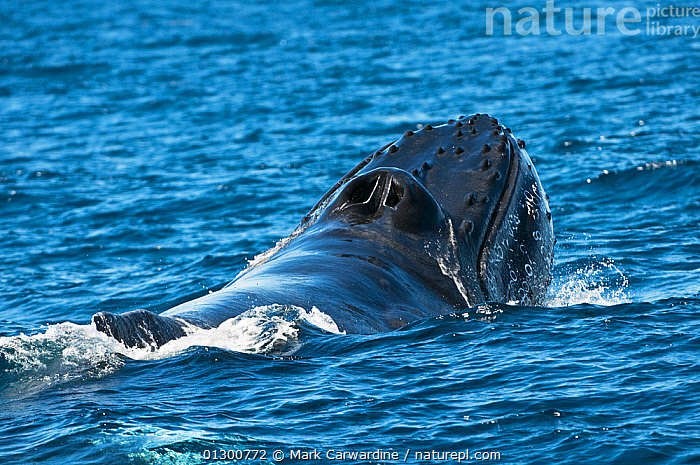 Stock photo of Humpback whale (Megaptera novaeangliae) Lunging male ...