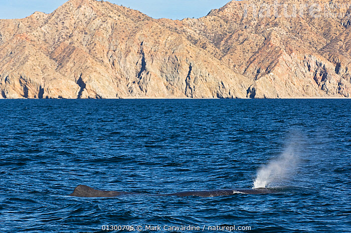 Stock photo of Sperm whale (Physeter macrocephalus) blowing / spouting ...