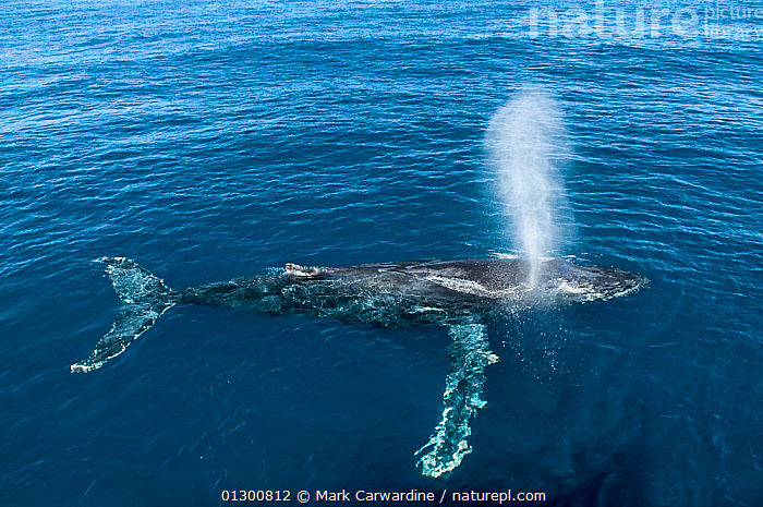 Stock photo of Humpback whale (Megaptera novaeangliae) at surface ...