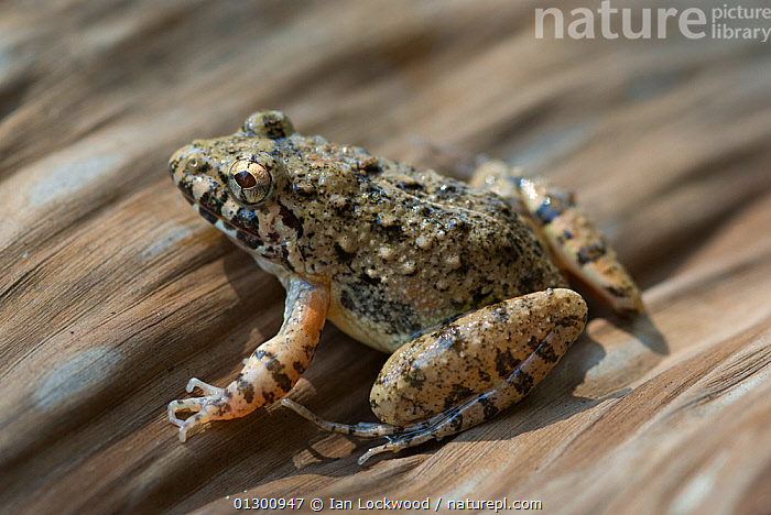 Stock photo of Indian bullfrog (Rana tigerina) India. Available for ...