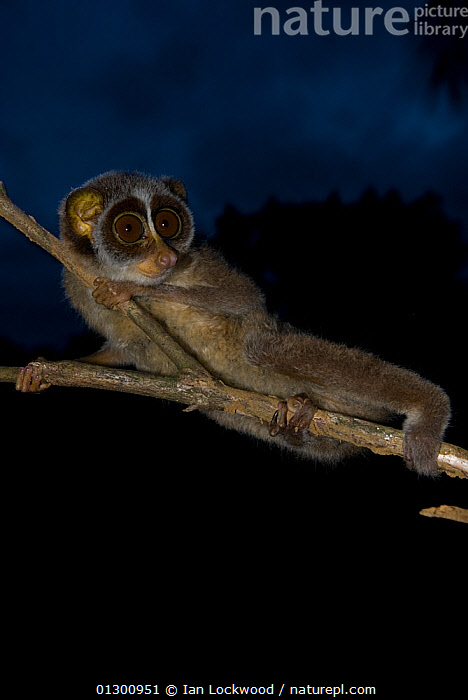 Stock photo of Red slender loris (Loris tardigradus) Sinharaja Forest ...