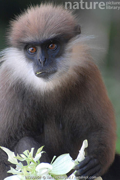 Stock photo of Purple-Faced Langur (Trachypithecus vetulus) in a ...