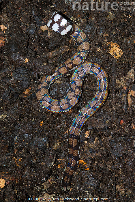 Stock photo of Sri Lanka pipe snake (Cylindrophis maculatus) Sri Lanka ...