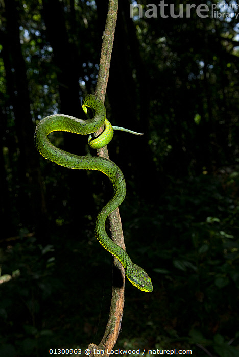 Stock photo of Large Scaled Pit Viper (Trimeresurus macrolepis) in a ...