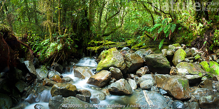 Stock photo of West Coast temperate rainforest, South Island, New ...