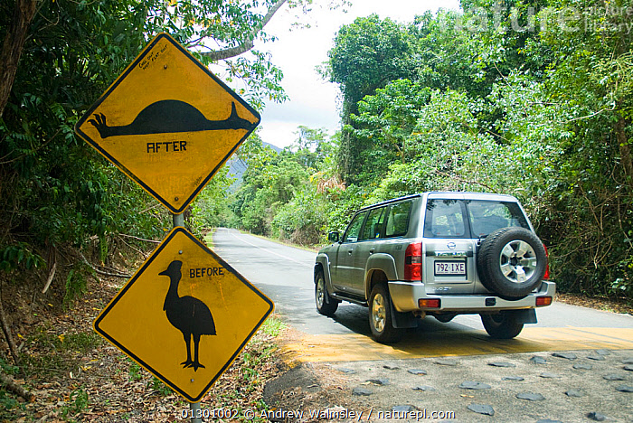 Stock photo of Cassowary warning road sign in Daintree National Park ...