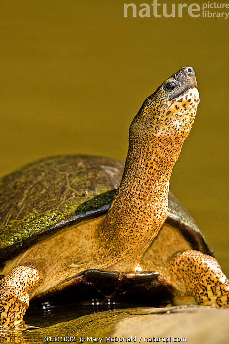 Stock photo of Black Wood Turtle (Rhinoclemmys funerea) head portrait ...