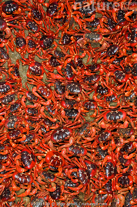 Stock photo of Christmas Island Red Crabs (Gecarcoidea natalis ...