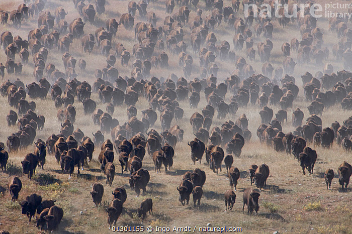Stock photo of American Bison (Bison bison) herd stampeding, South ...